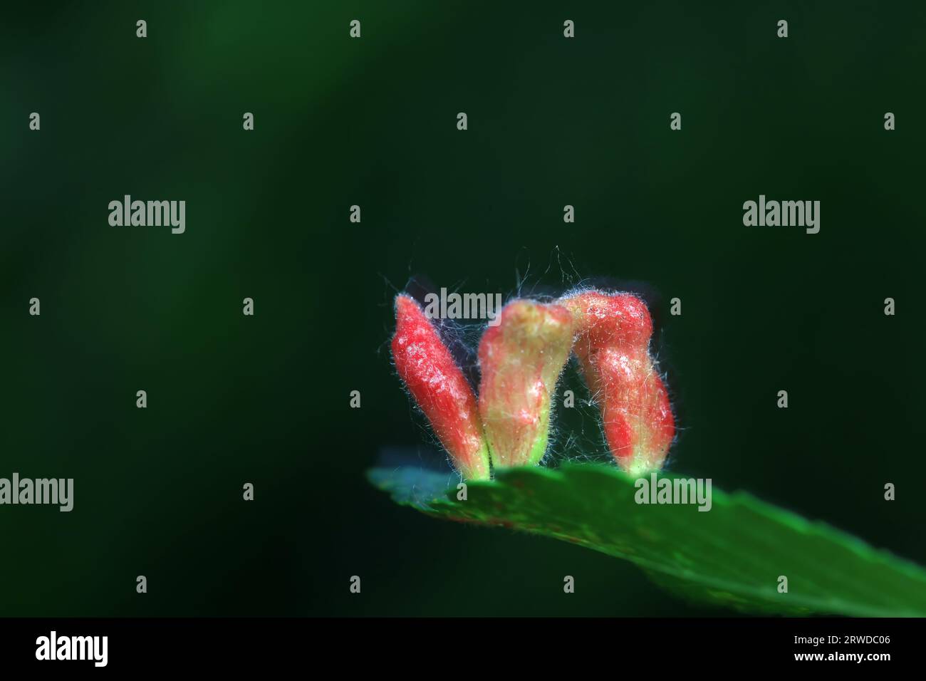 Galls on elm leaves in the wild Stock Photo - Alamy