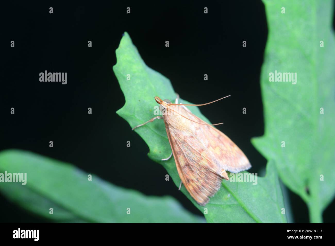 Lepidoptera insects in the wild, North China Stock Photo - Alamy