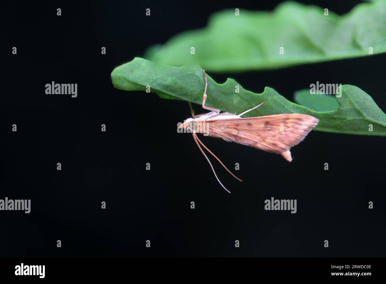 Lepidoptera insects in the wild, North China Stock Photo - Alamy