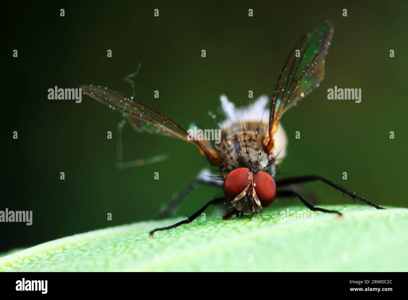 Beauveria bassiana on insects hi-res stock photography and images - Alamy