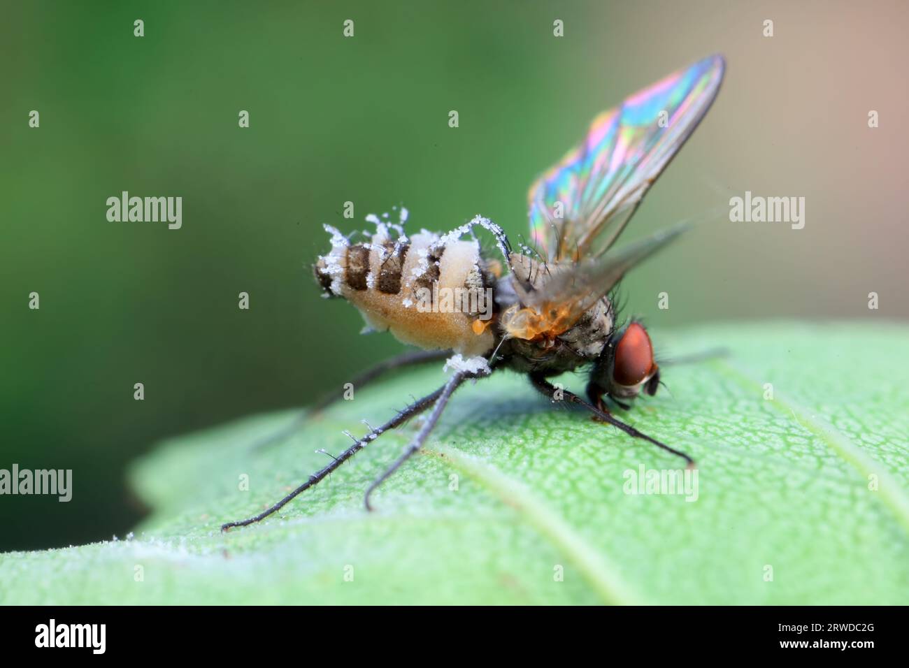 Beauveria bassiana on insects hi-res stock photography and images - Alamy