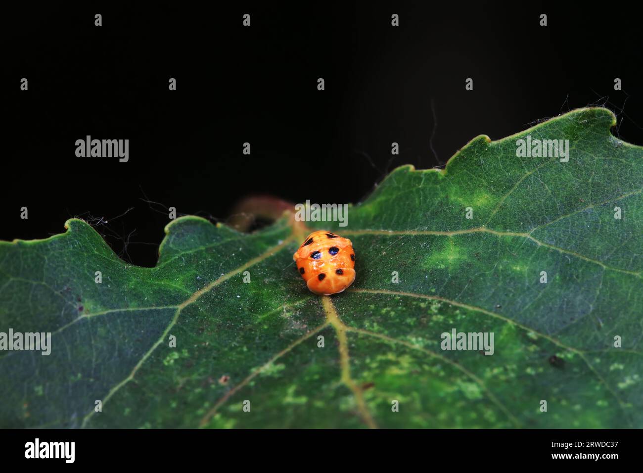 Ladybugs on wild plants, North China Stock Photo - Alamy