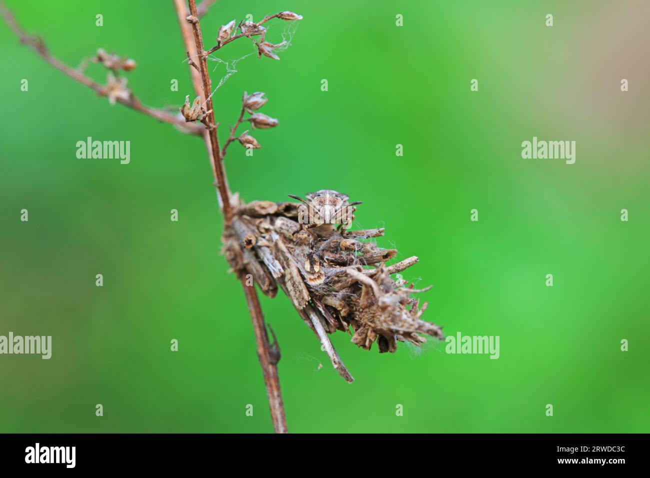 Hemiptera bugs in the wild, North China Stock Photo - Alamy