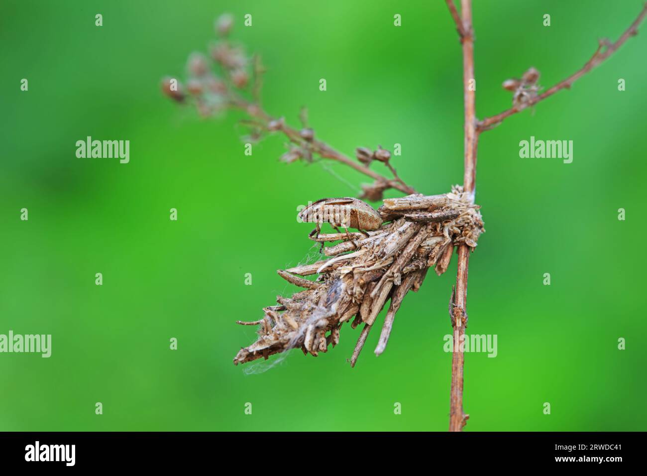 Hemiptera bugs in the wild, North China Stock Photo - Alamy