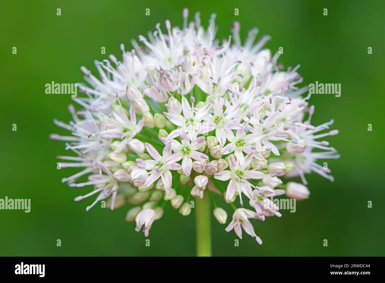 Planting wild garlic hi-res stock photography and images - Alamy