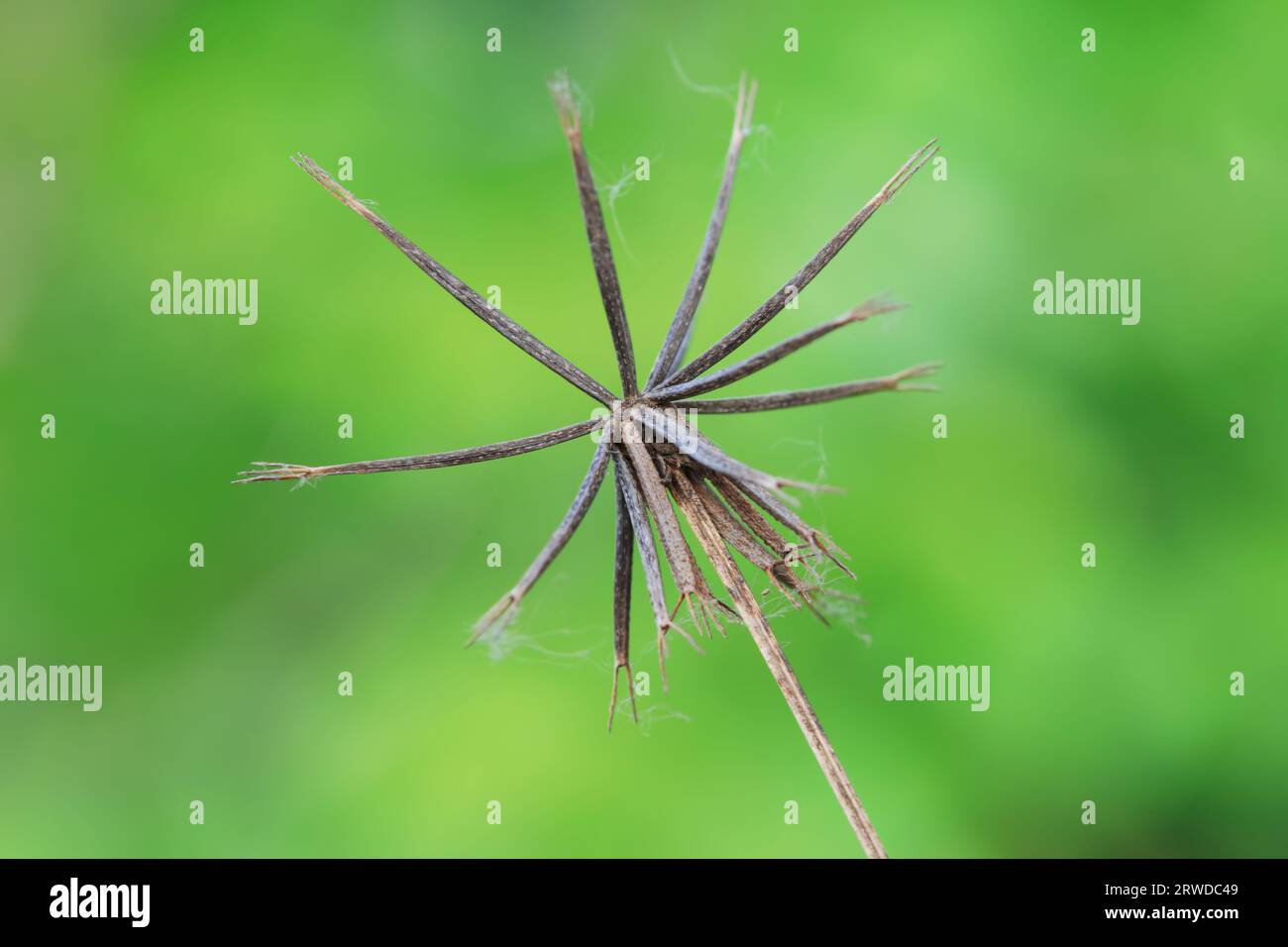 Planting for wild life hi-res stock photography and images - Alamy