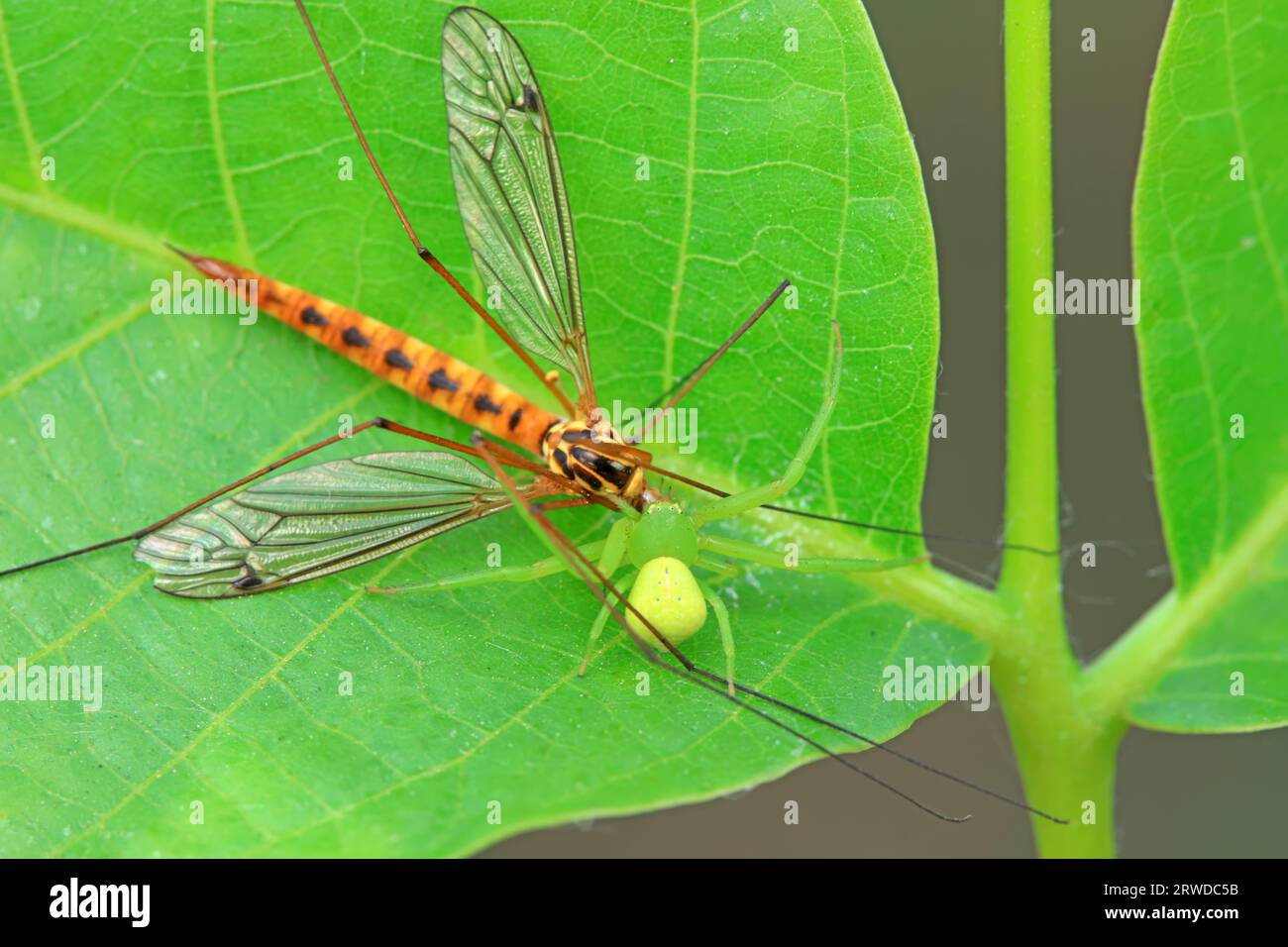 Spiders in the wild, North China Stock Photo - Alamy