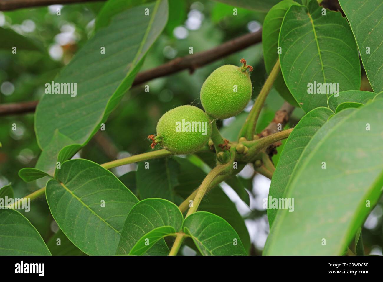 Walnut branches hi-res stock photography and images - Alamy