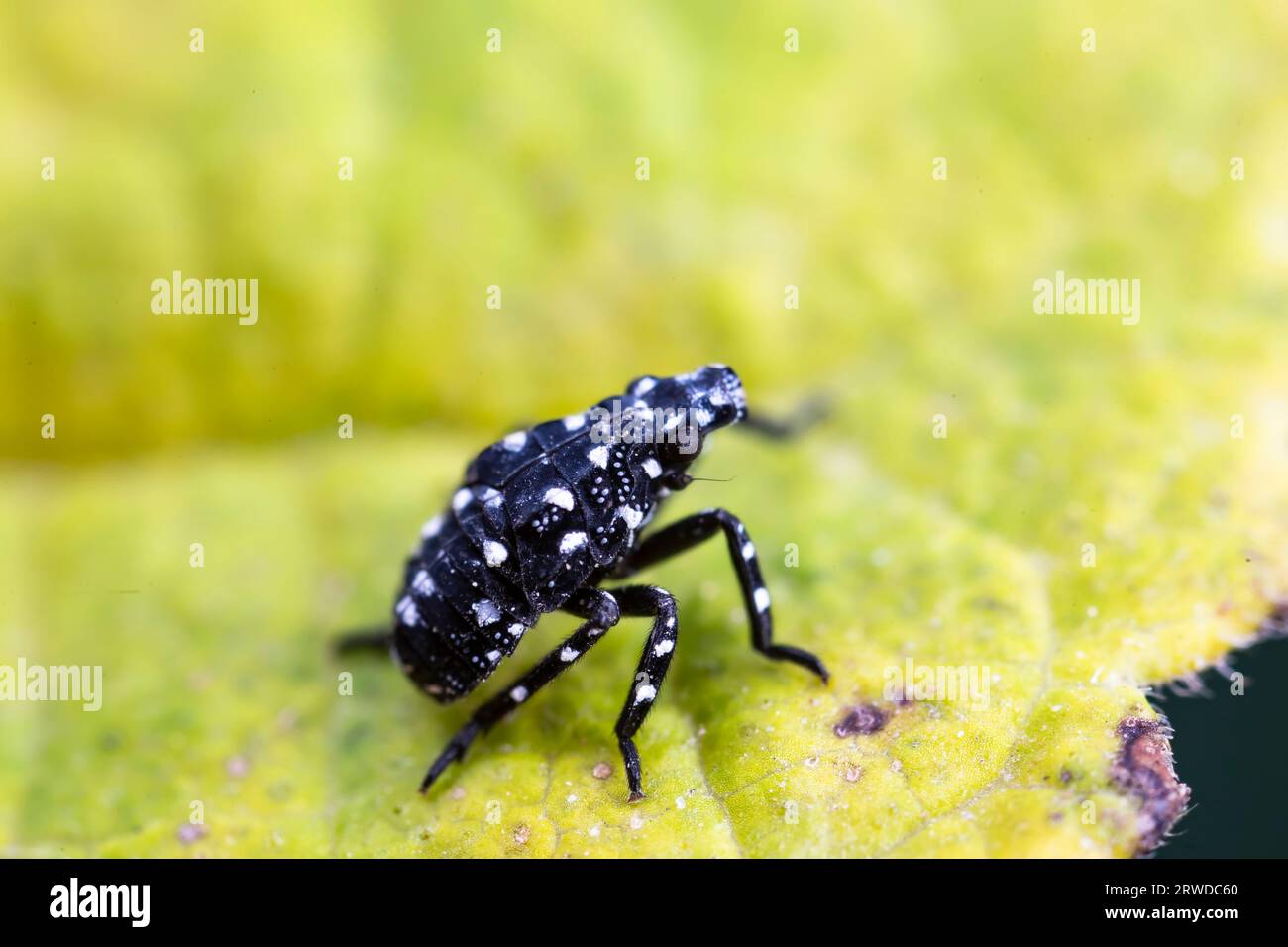 Hemiptera wax Cicadellidae insects on wild plants, North China Stock ...
