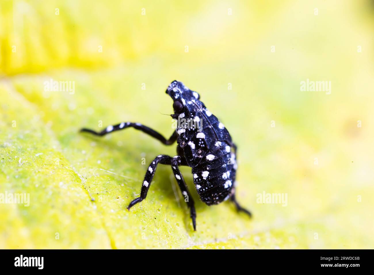 Hemiptera wax Cicadellidae insects on wild plants, North China Stock ...