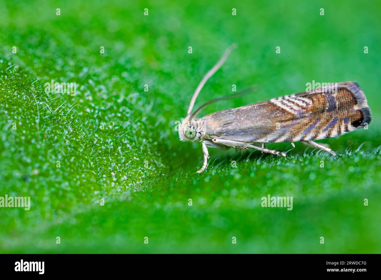 Lepidoptera insects in the wild, North China Stock Photo - Alamy
