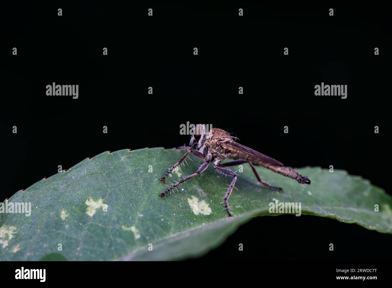 Insectivorous Gadfly in the wild, North China Stock Photo - Alamy