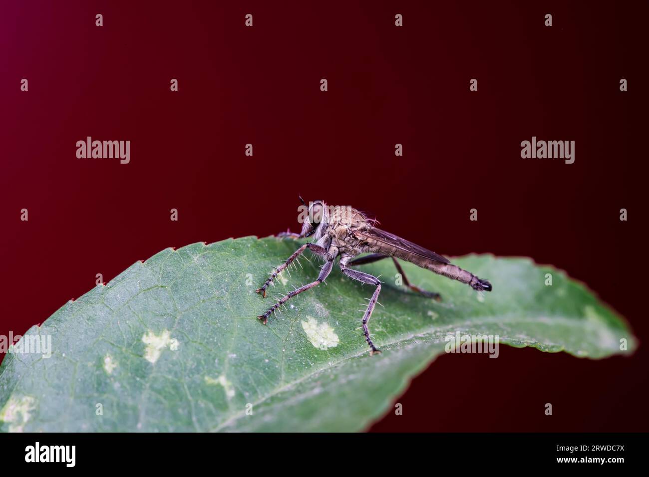 Insectivorous Gadfly in the wild, North China Stock Photo - Alamy