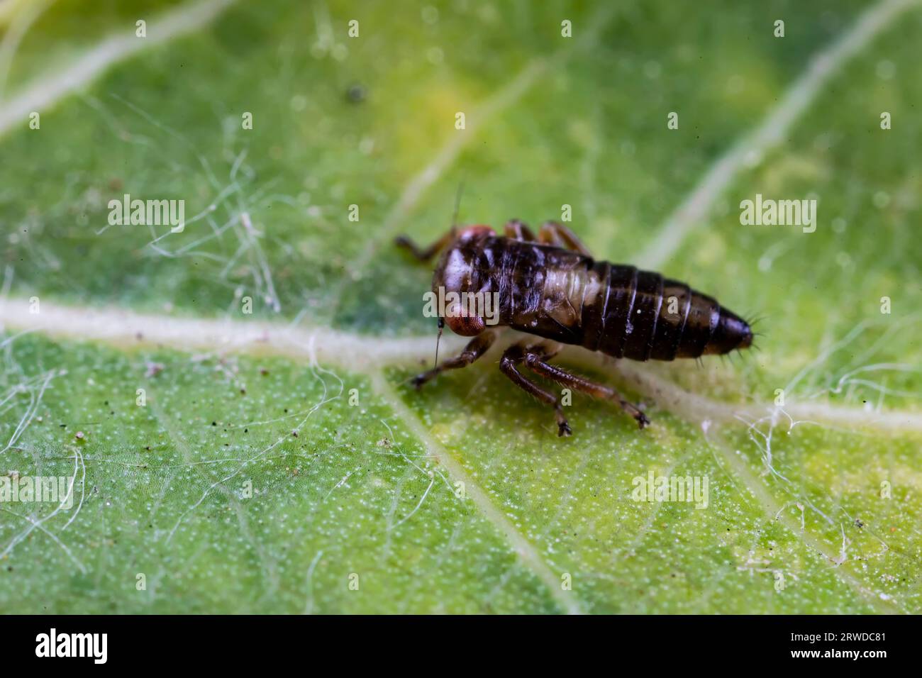 Leaf cicada on wild plants, North China Stock Photo - Alamy