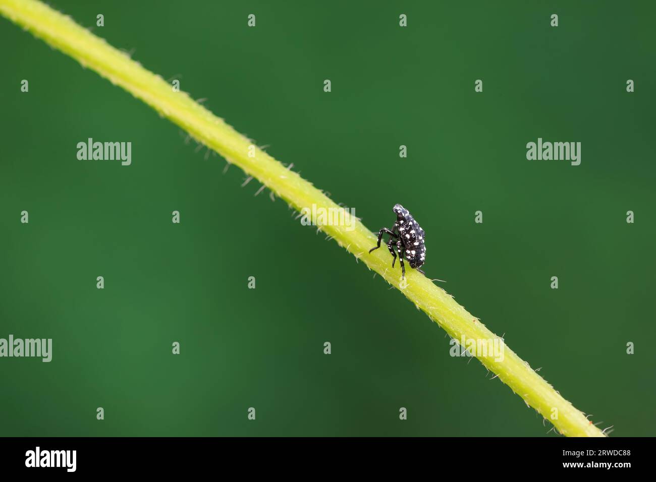 Hemiptera wax Cicadellidae insects on wild plants, North China Stock ...
