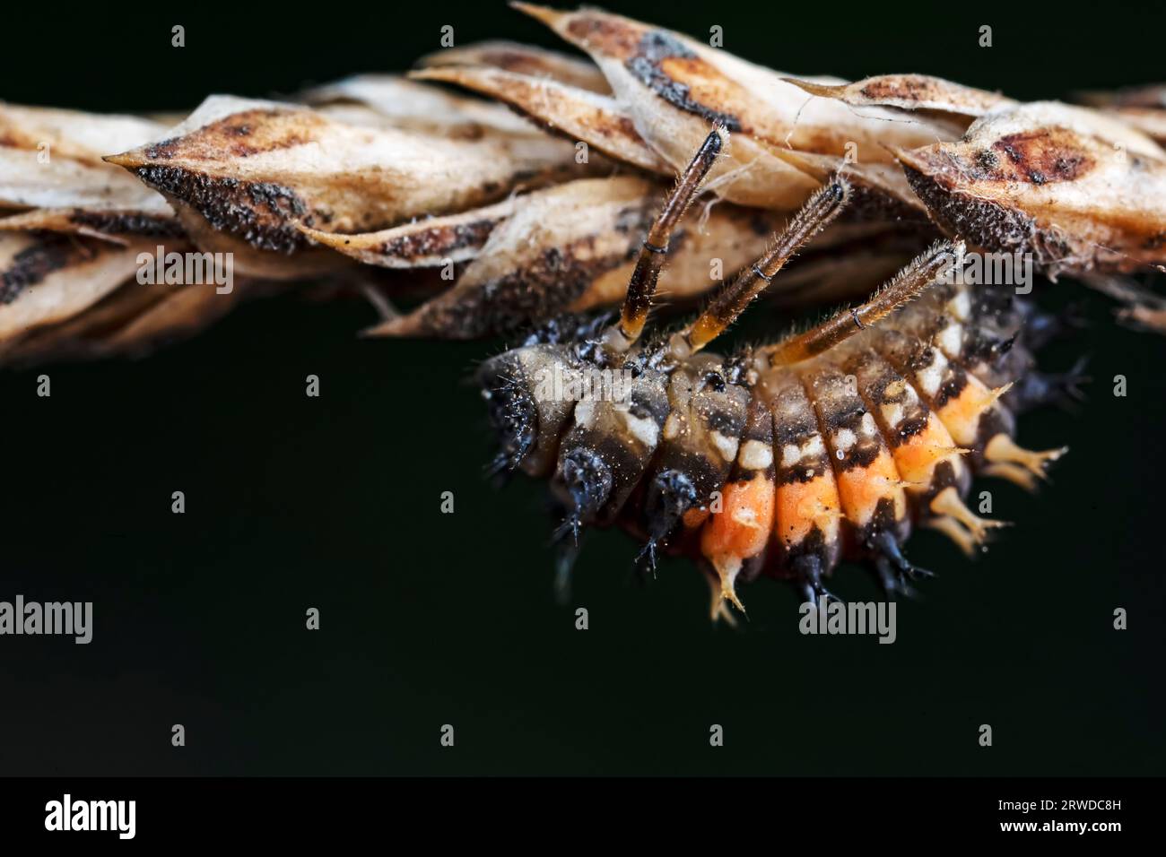 Ladybugs on wild plants, North China Stock Photo - Alamy