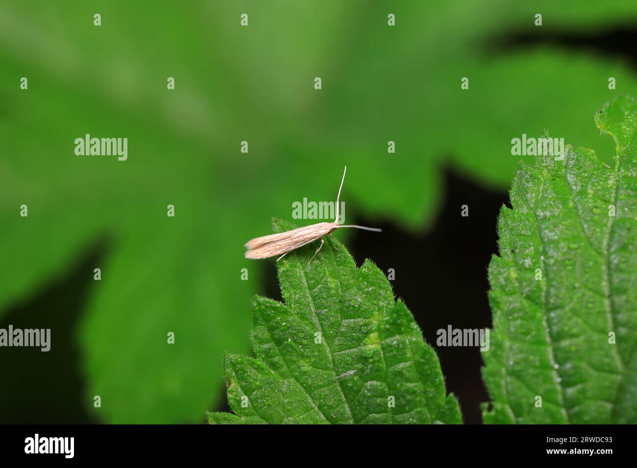 Lepidoptera insects in the wild, North China Stock Photo - Alamy