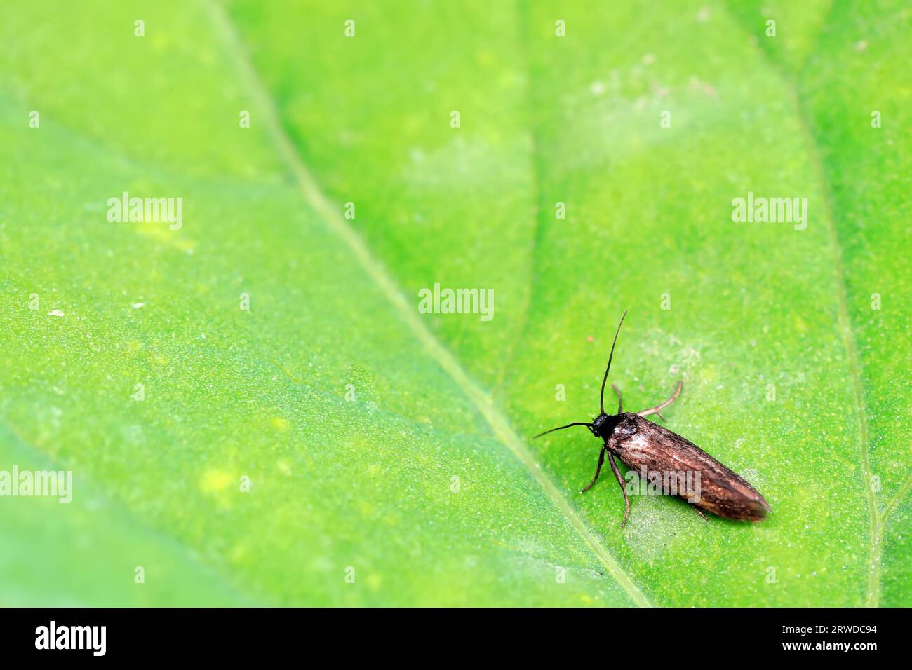 Lepidoptera insects in the wild, North China Stock Photo - Alamy