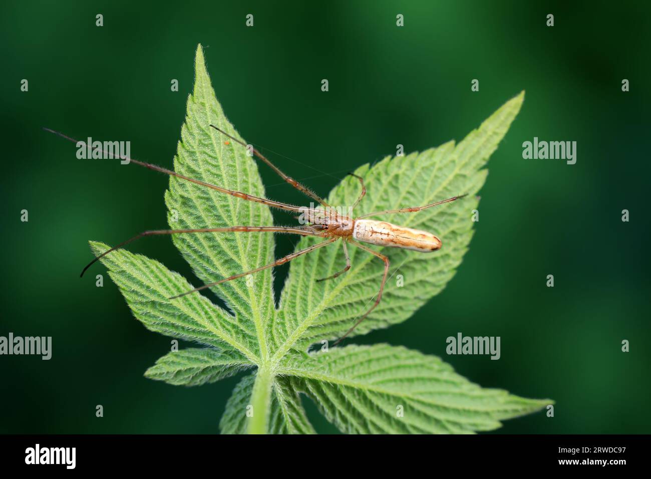 Spiders in the wild, North China Stock Photo - Alamy