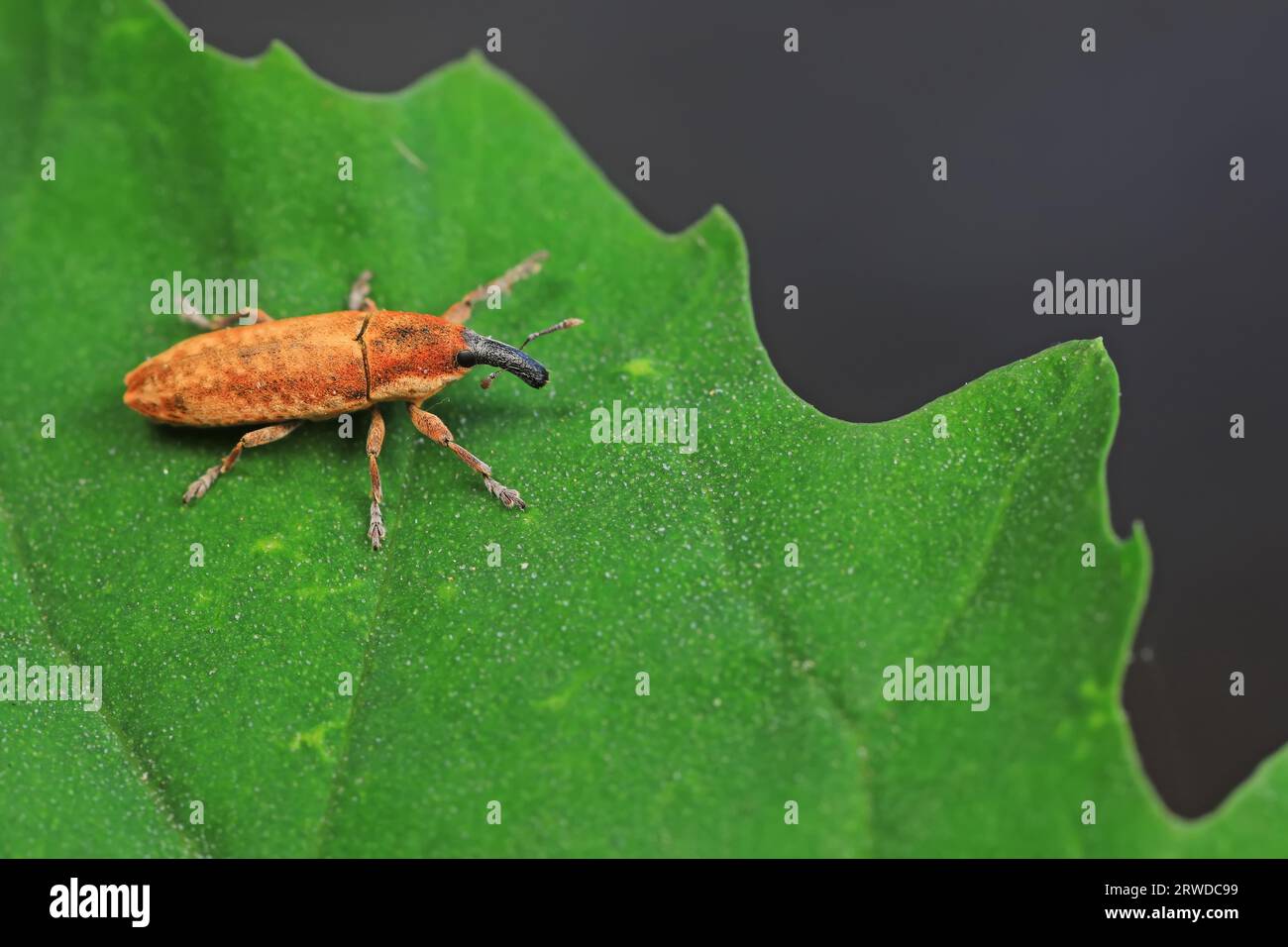 Weevil on wild plants, North China Stock Photo - Alamy