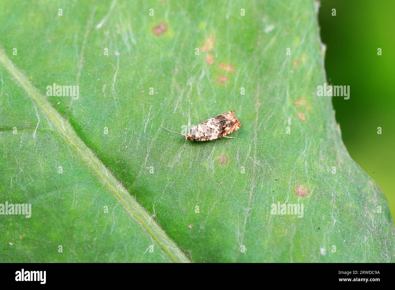 Lepidoptera insects in the wild, North China Stock Photo - Alamy