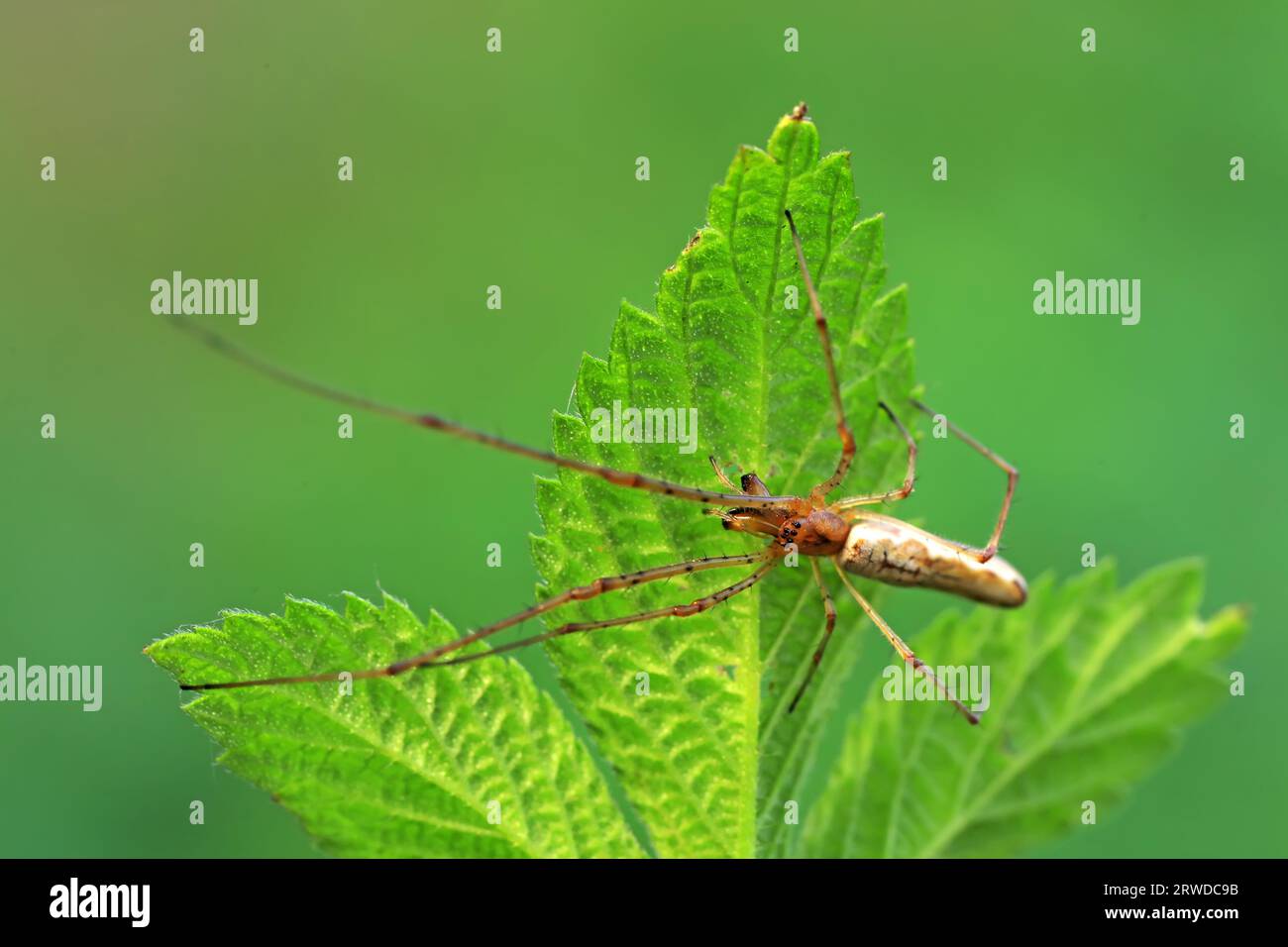 Spiders in the wild, North China Stock Photo - Alamy