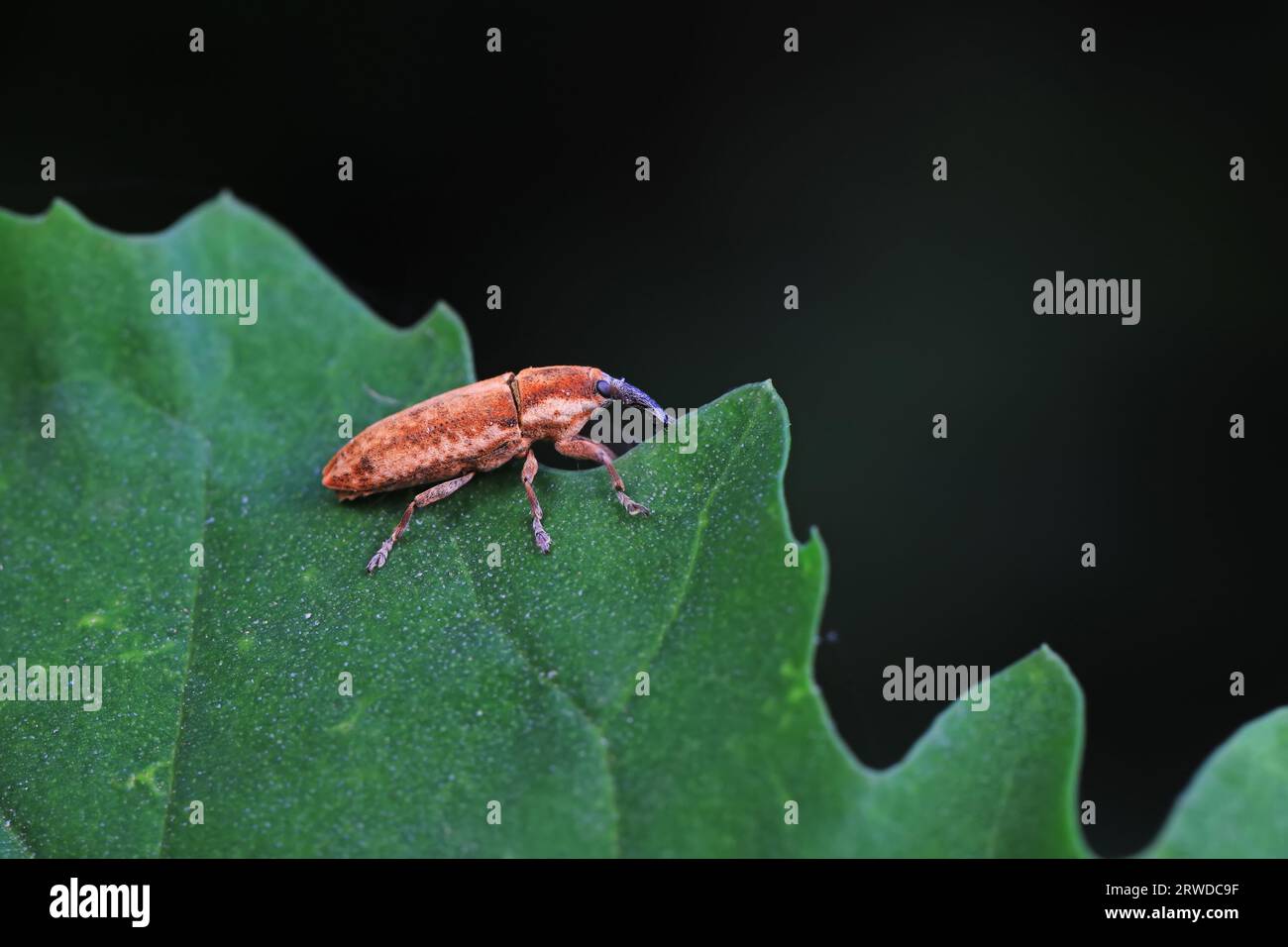 Weevil on wild plants, North China Stock Photo - Alamy