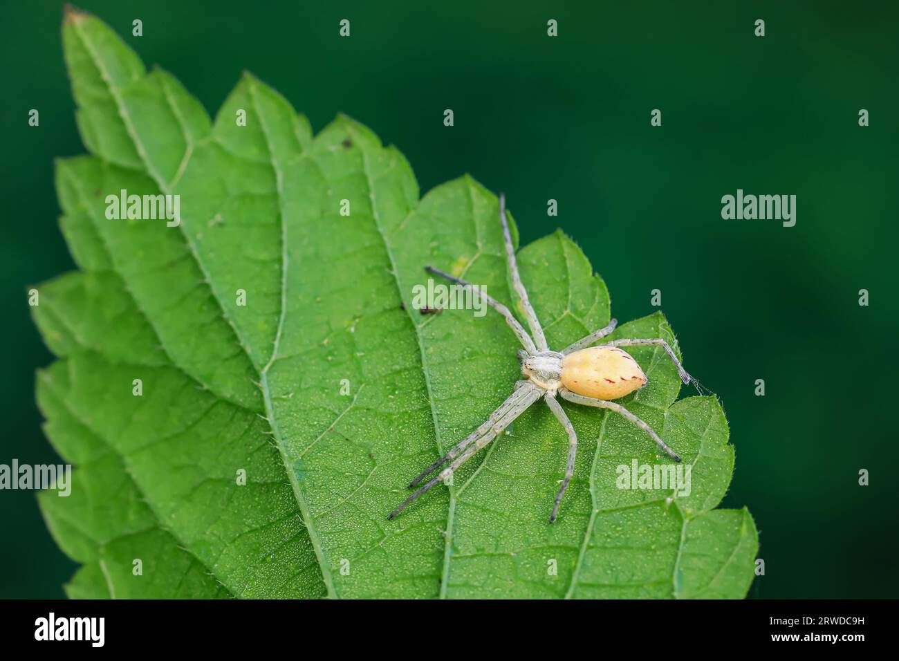 Spiders in the wild, North China Stock Photo - Alamy