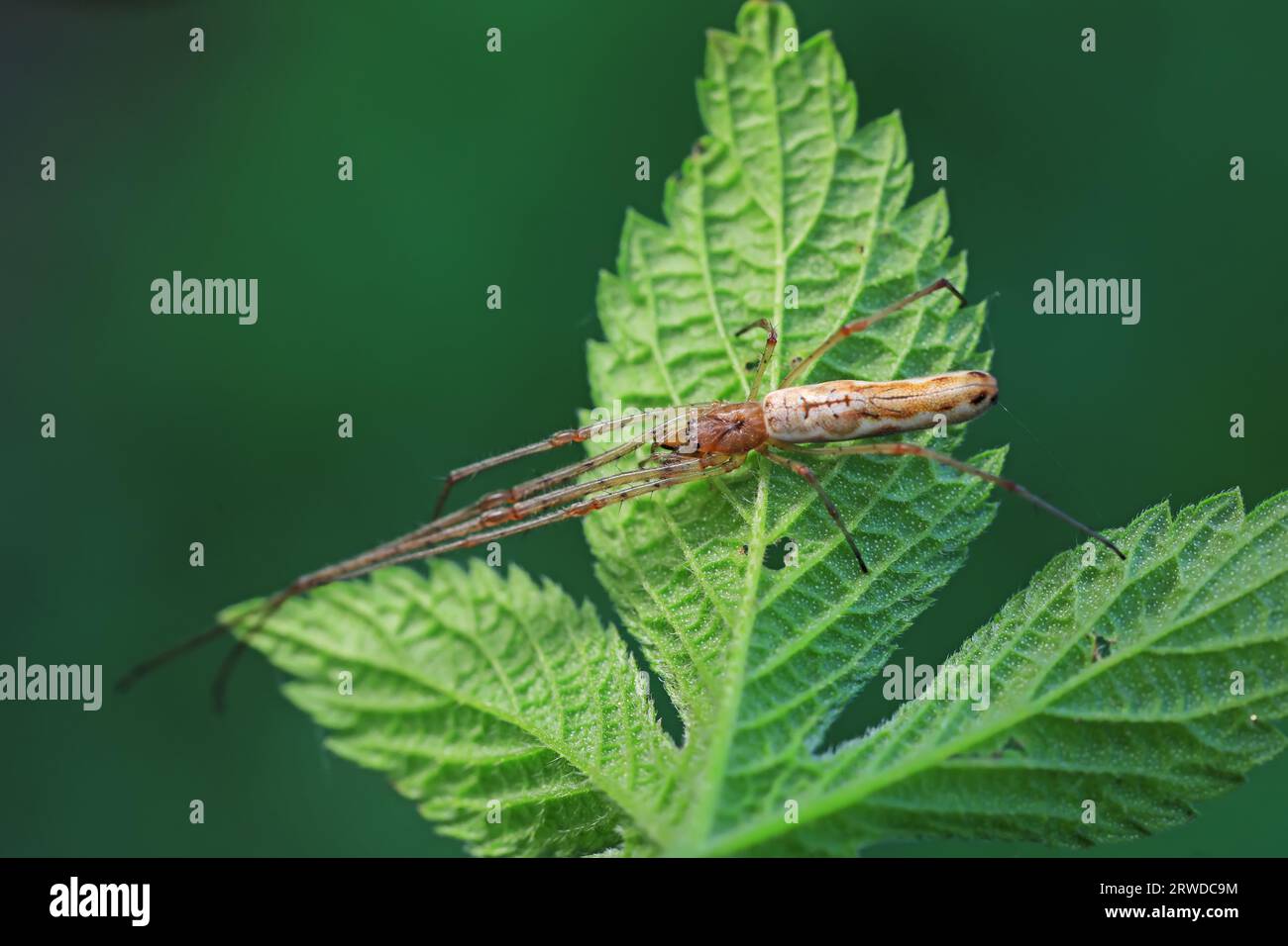 Spiders in the wild, North China Stock Photo - Alamy