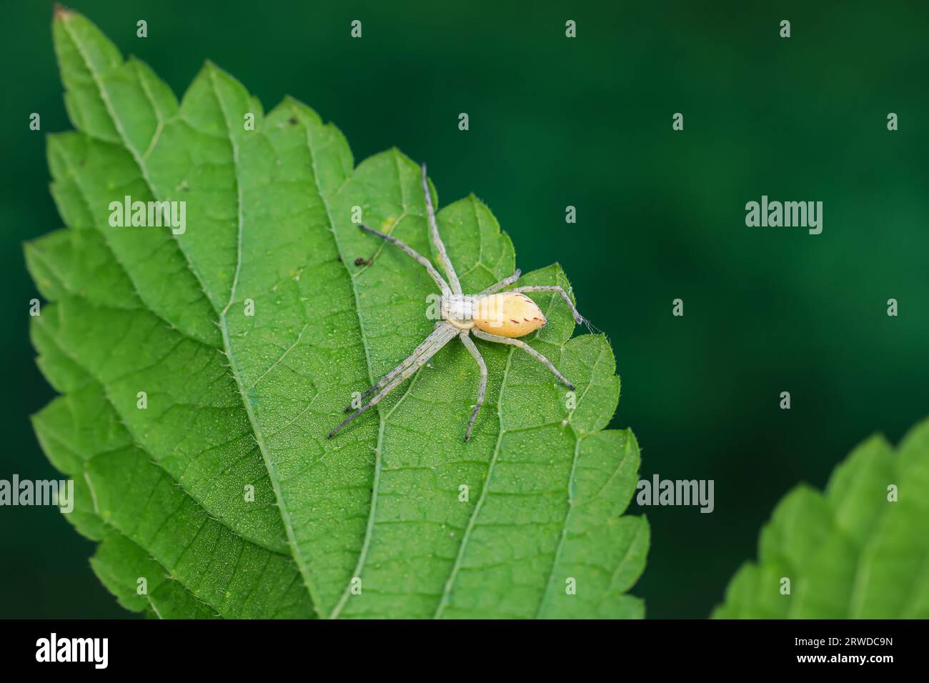 Spiders in the wild, North China Stock Photo - Alamy