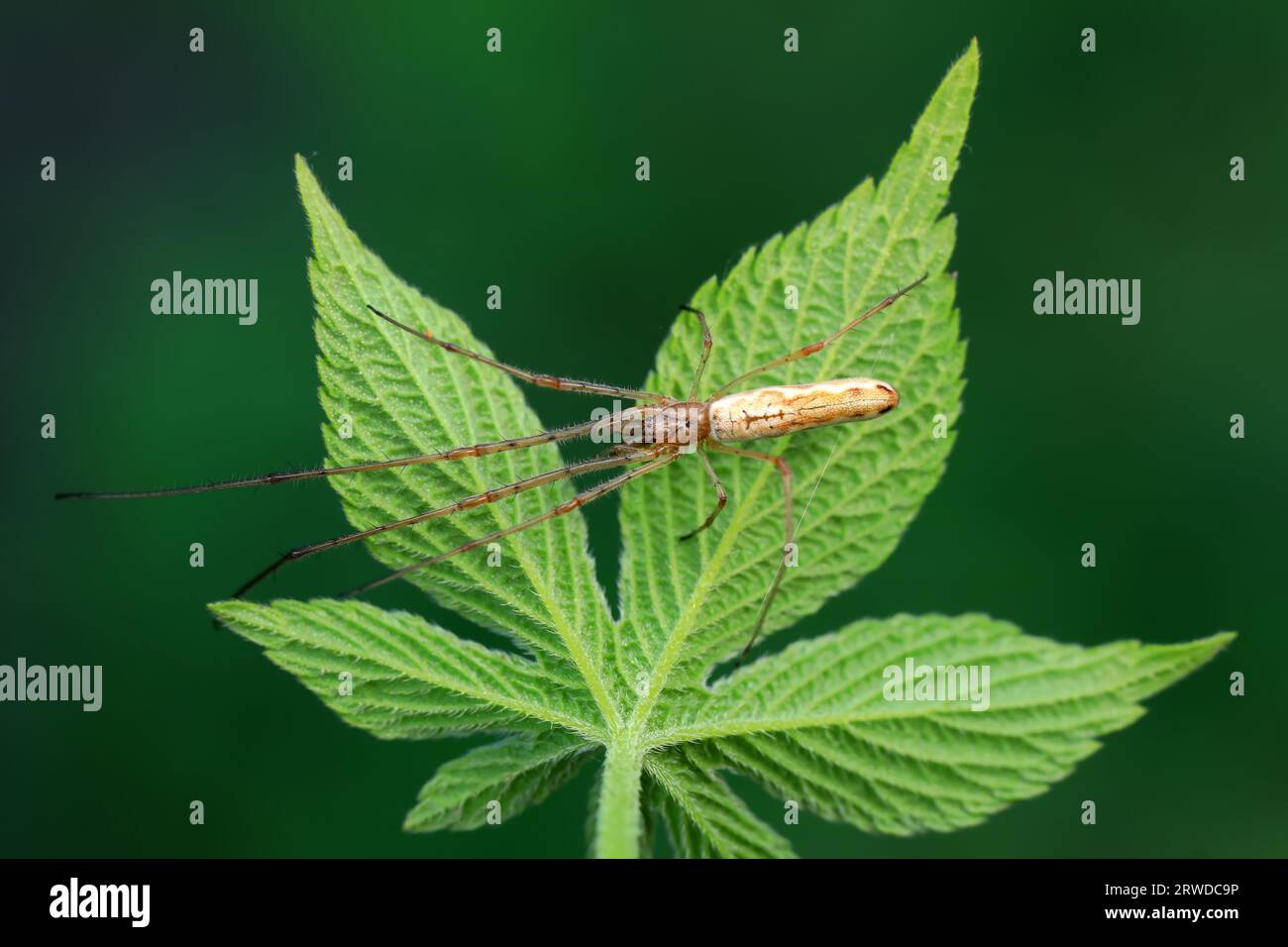 Spiders in the wild, North China Stock Photo - Alamy