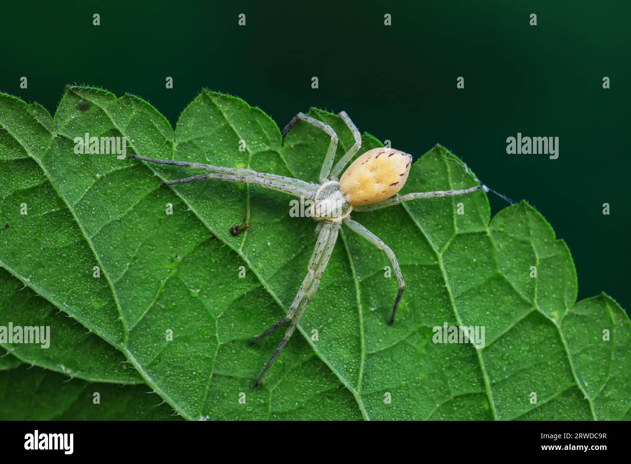 Spiders in the wild, North China Stock Photo - Alamy
