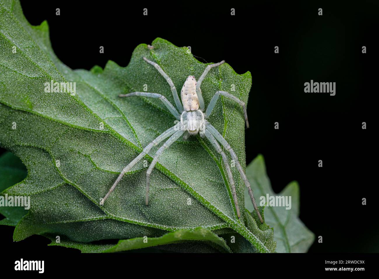 Spiders in the wild, North China Stock Photo - Alamy