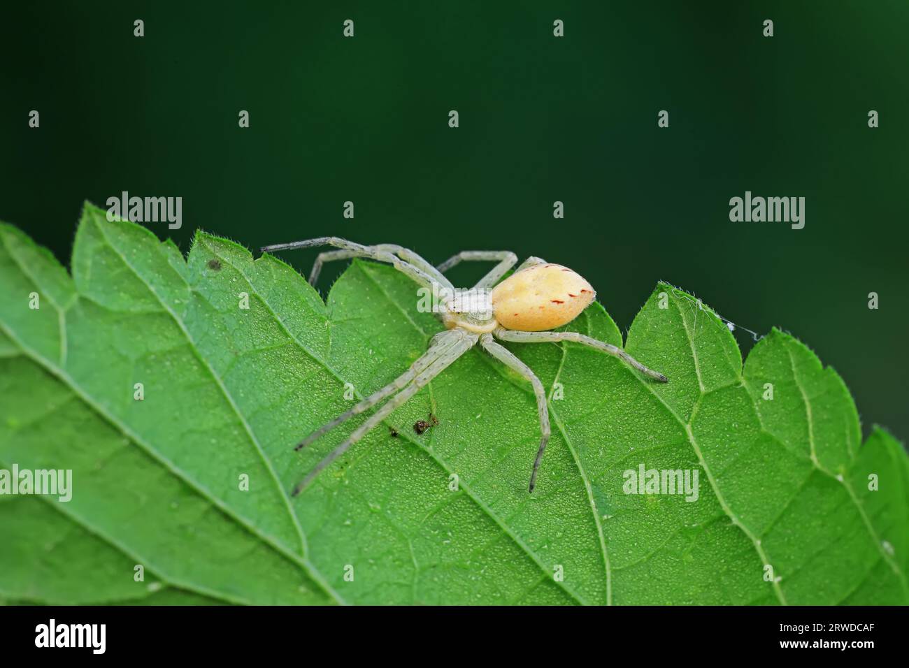 Spiders in the wild, North China Stock Photo - Alamy