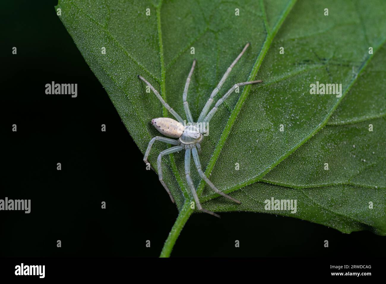 Spiders in the wild, North China Stock Photo - Alamy