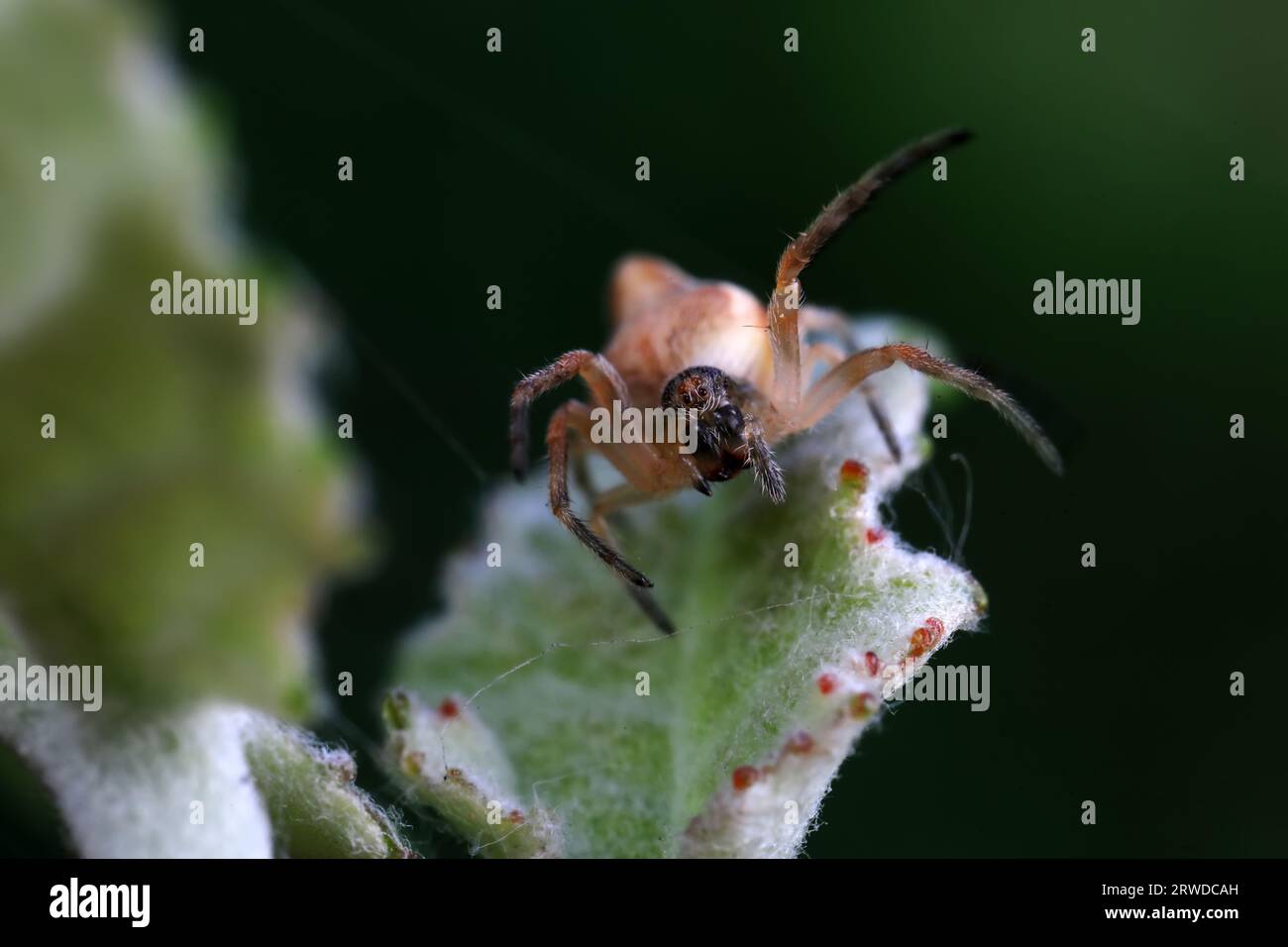 Spiders in the wild, North China Stock Photo - Alamy