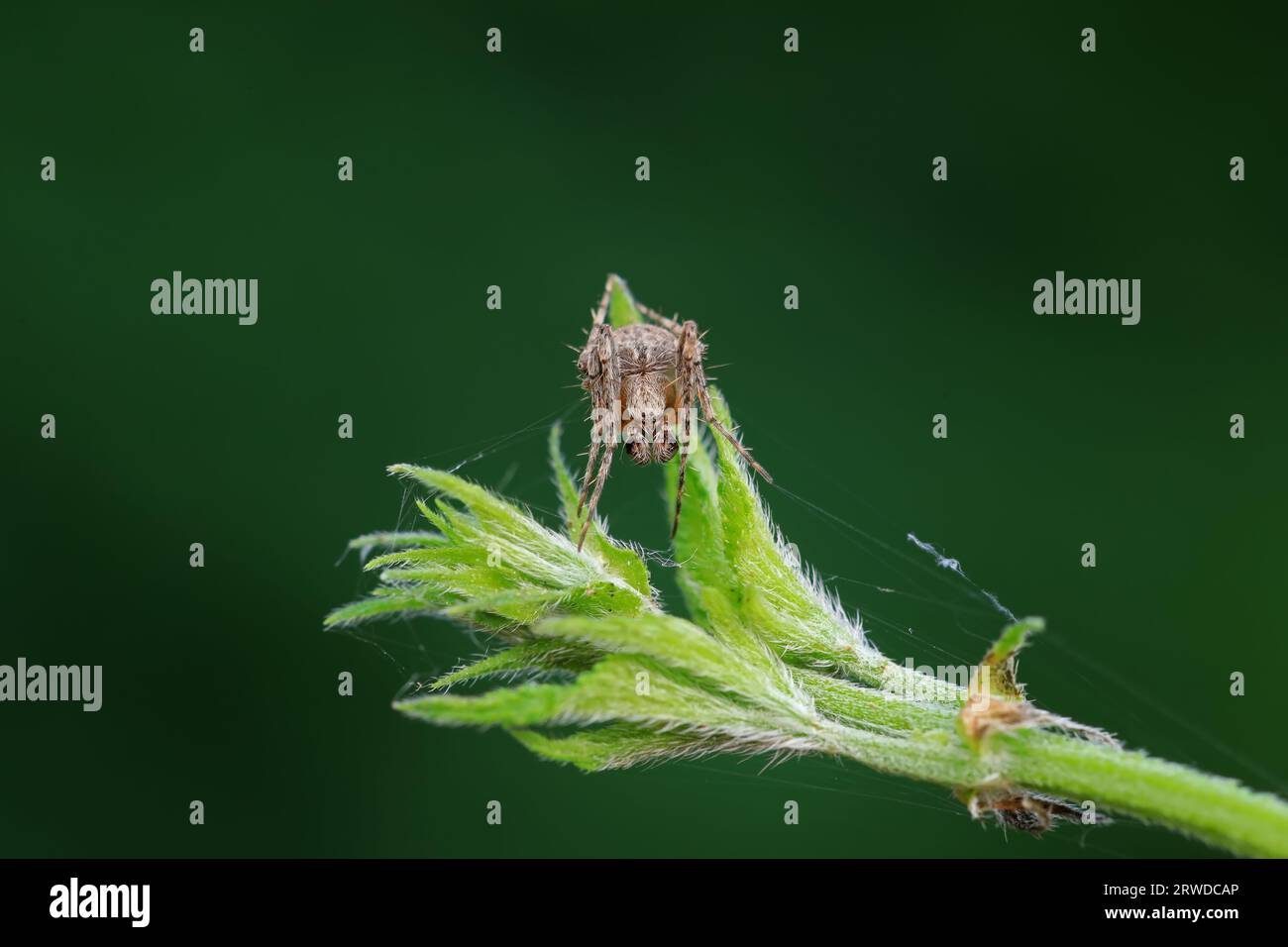Garden spiders of asia hi-res stock photography and images - Alamy
