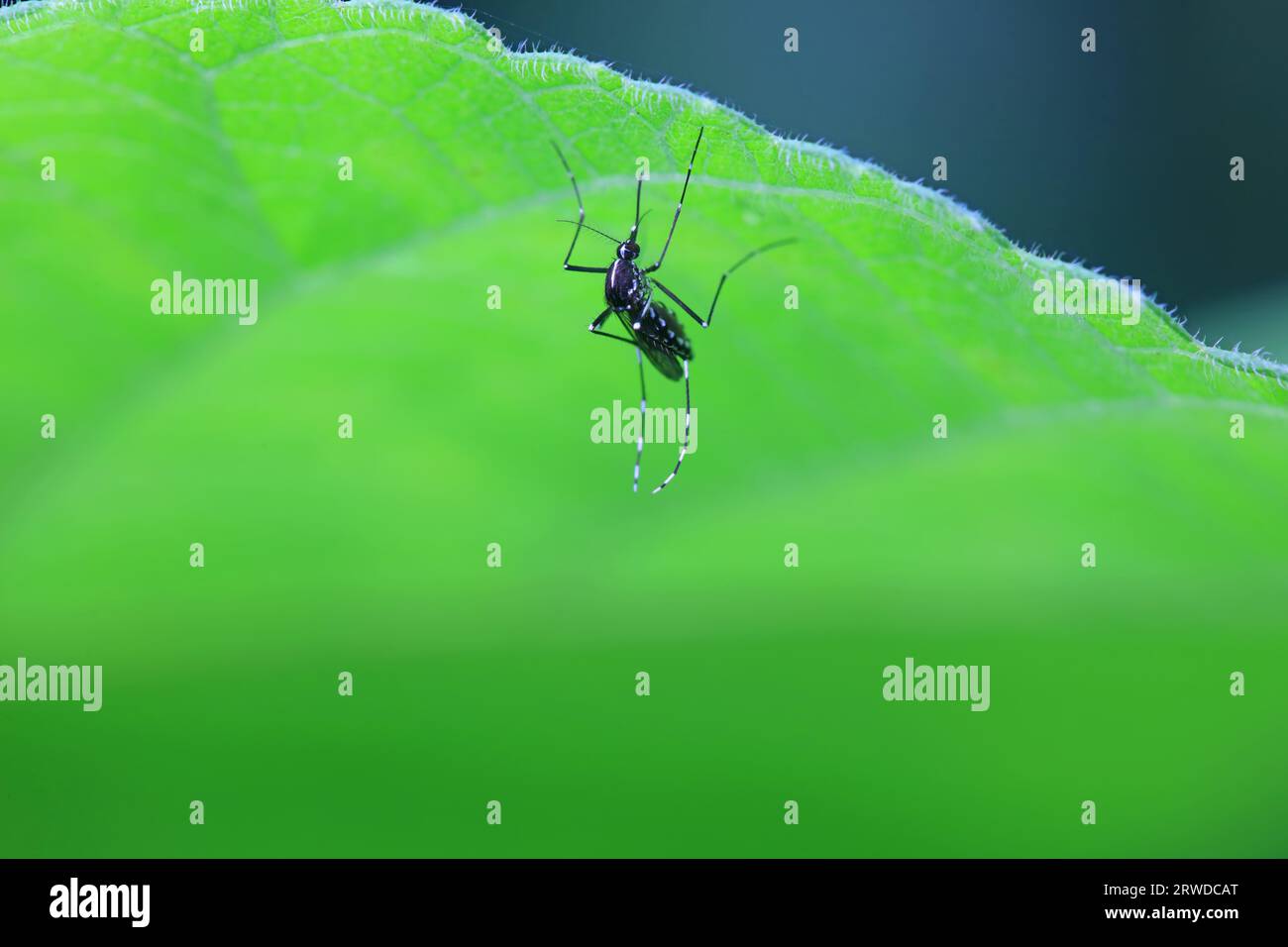 mosquito insect in the wild, North China Stock Photo - Alamy