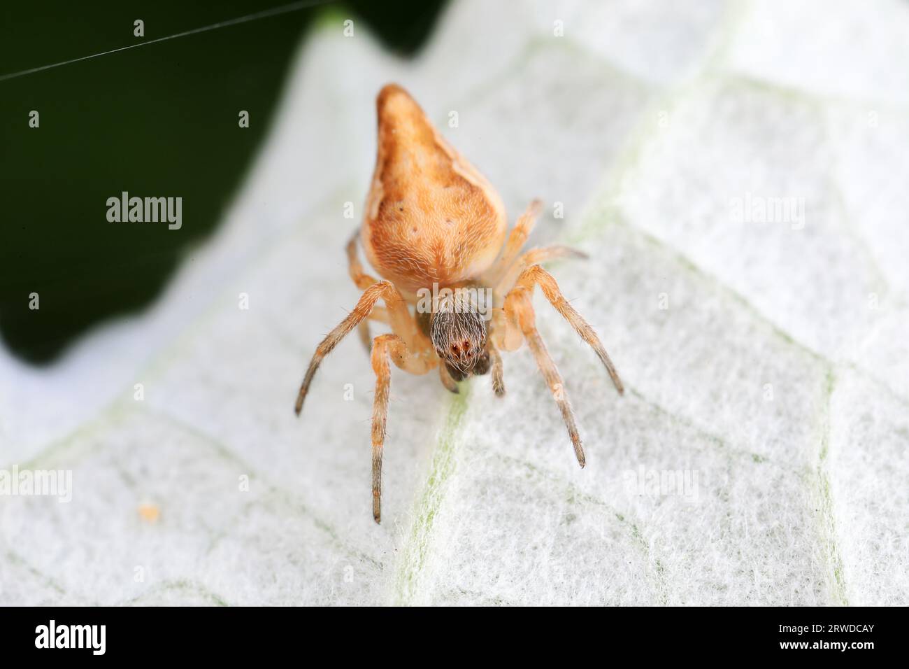 Spiders in the wild, North China Stock Photo - Alamy