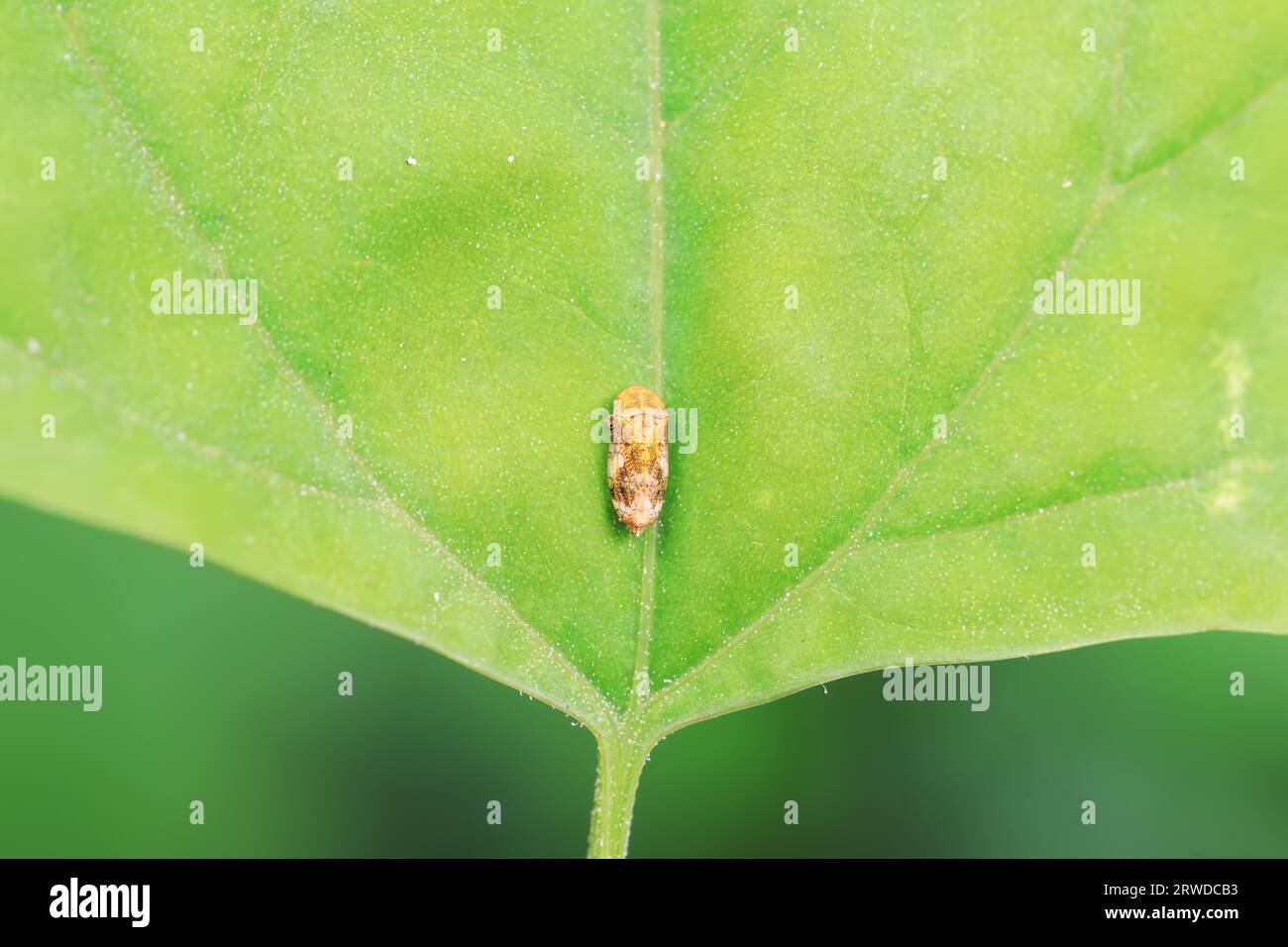 Leaf cicada on wild plants, North China Stock Photo - Alamy