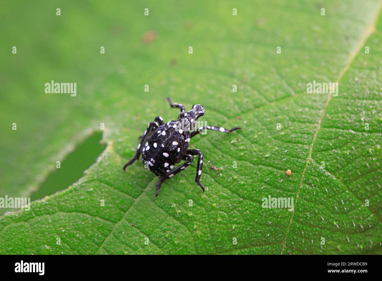 Hemiptera wax Cicadellidae insects on wild plants, North China Stock ...