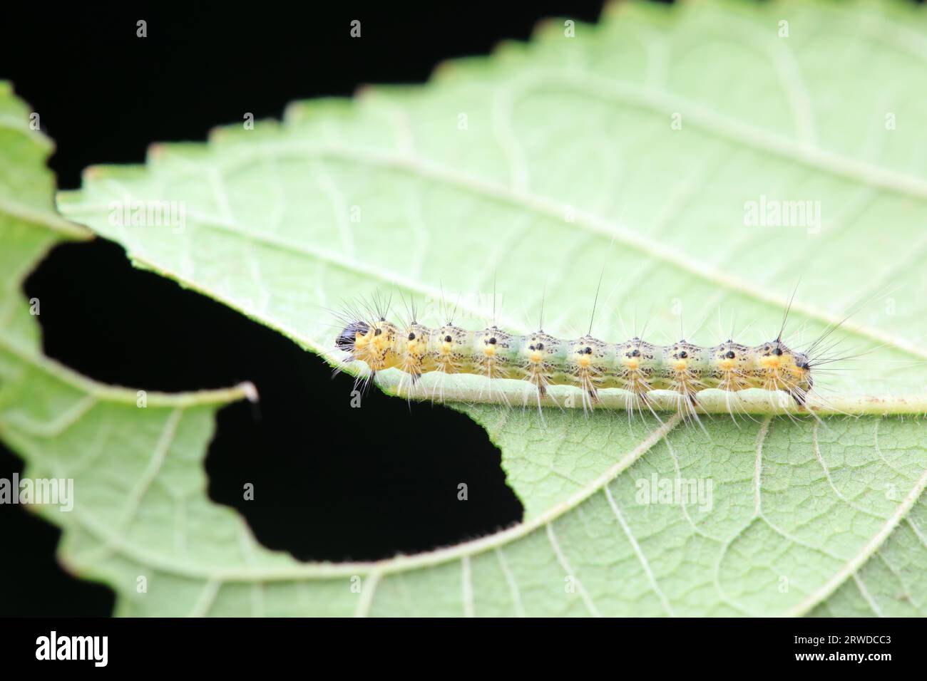 Lepidoptera larvae in the wild, North China Stock Photo - Alamy