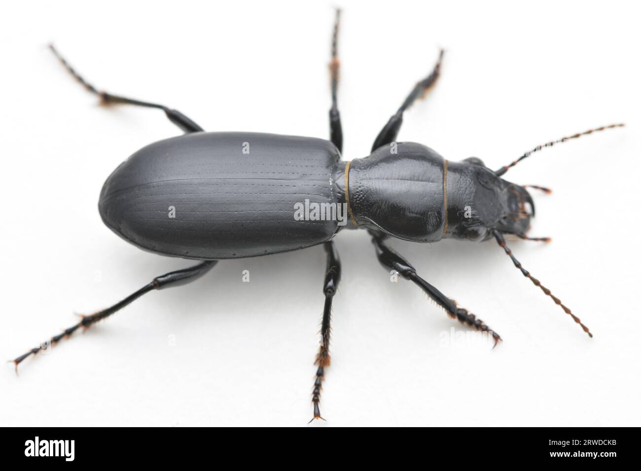 Angled dorsal view of a black and shiny Ground Beetle, standing on bark ...