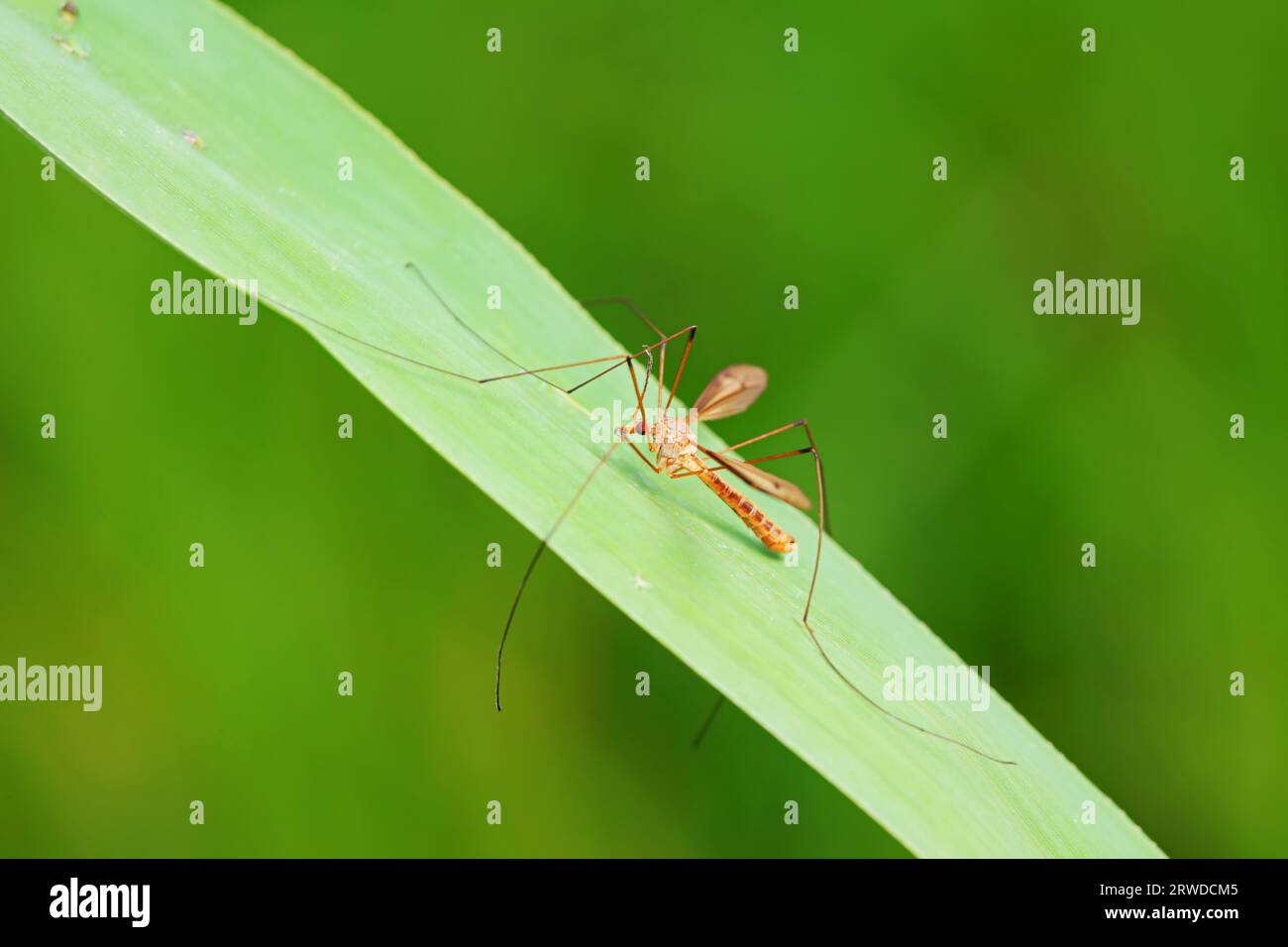 mosquito insect in the wild, North China Stock Photo - Alamy