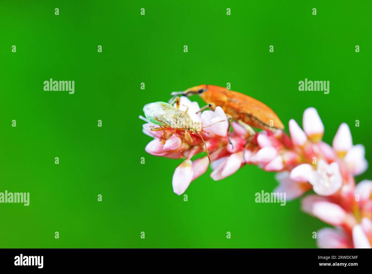 Hemiptera bugs in the wild, North China Stock Photo - Alamy
