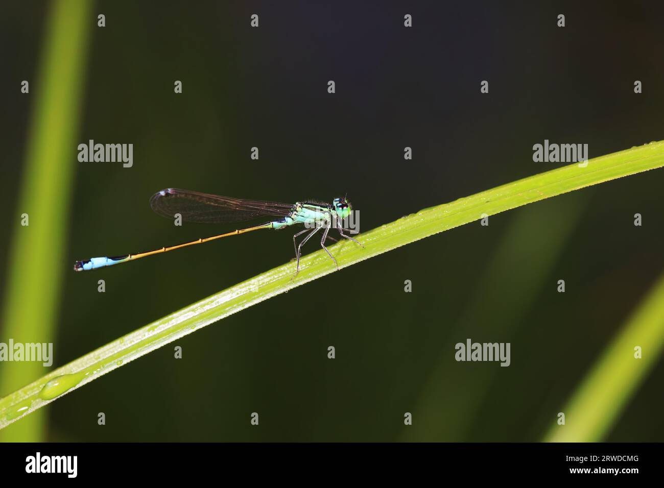 damselfly, a dragonfly insect, North China Stock Photo - Alamy