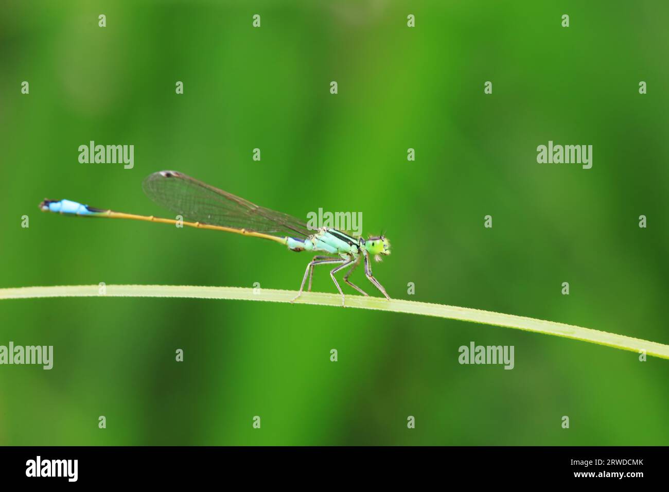 damselfly, a dragonfly insect, North China Stock Photo - Alamy