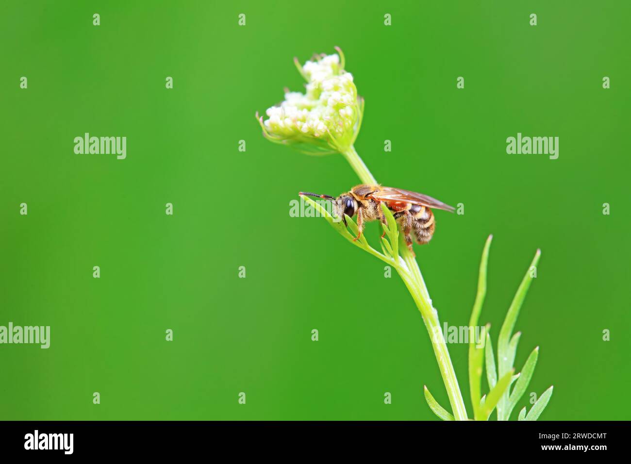 Bee insects in the wild, North China Stock Photo - Alamy