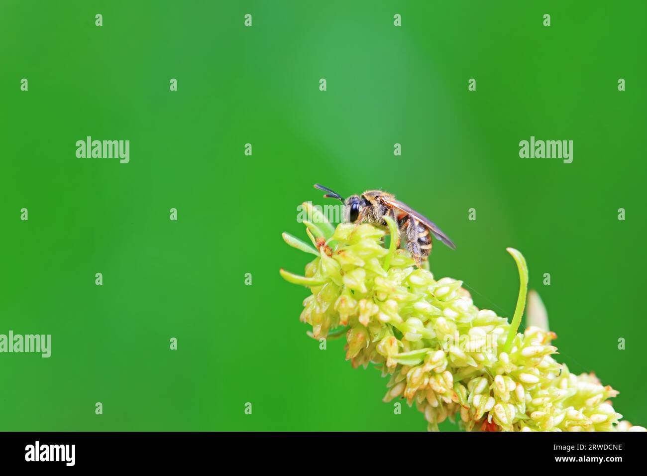 Bee insects in the wild, North China Stock Photo - Alamy