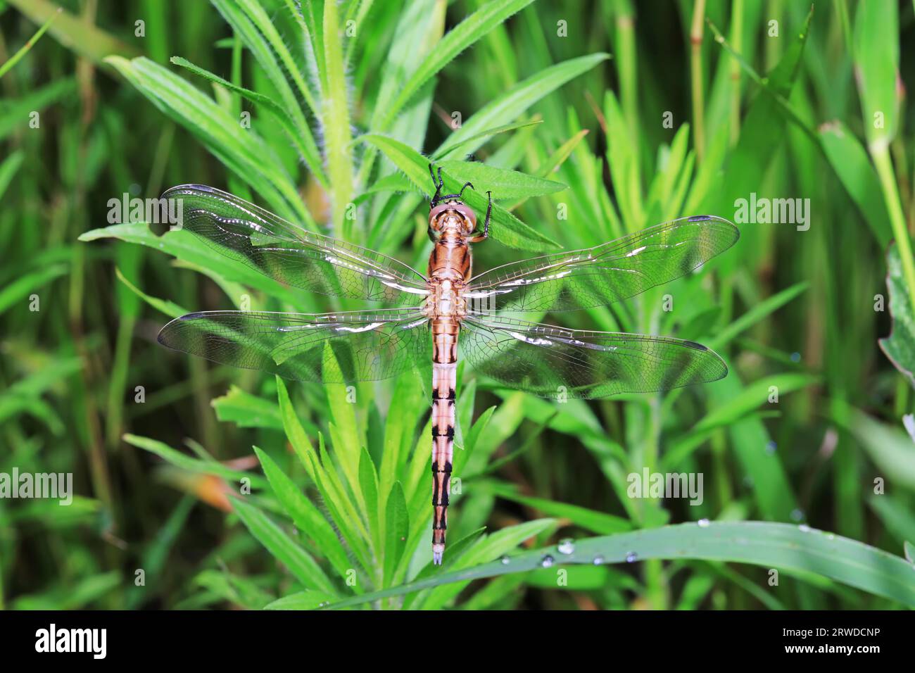 Dragonflies on wild plants, North China Stock Photo - Alamy